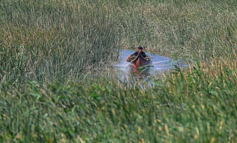 A Quest for Endangered Otters in Iraq's famous marshes - En.ImArabic