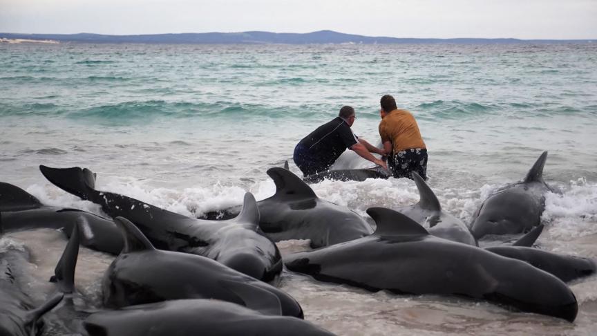 Australia: Dozens of pilot whales stranded on a beach - En.ImArabic