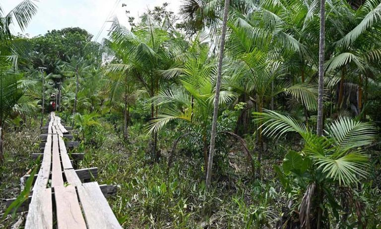 A tree in Brazil that was believed to have gone extinct 185 years ago ...