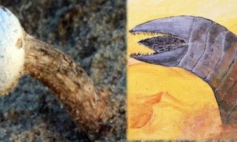 A "Science Fiction" monster appears in nature... Discovery of the ...