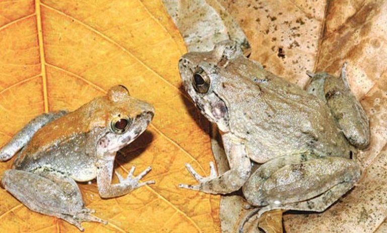 Unusual Type... Discovery of small "fanged" frogs in the forests of ...