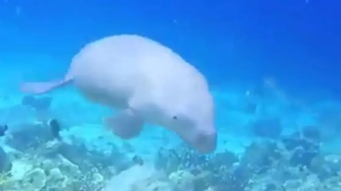A rare fish in the waters of Egypt... gives birth, nurses, and lives ...