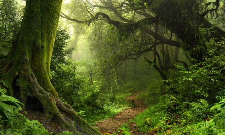 Discovery of a "Lost" Forest from 22 Million Years Ago - En.ImArabic