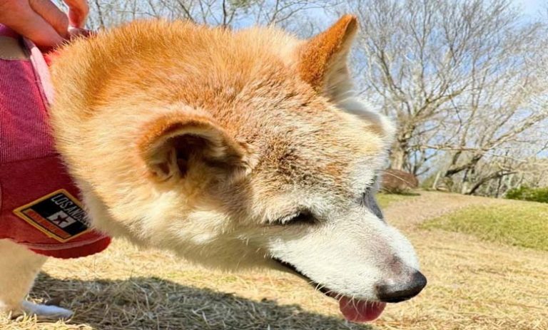 Death of the World's Most Famous Dog, the Face of "Dogecoin" - En.ImArabic