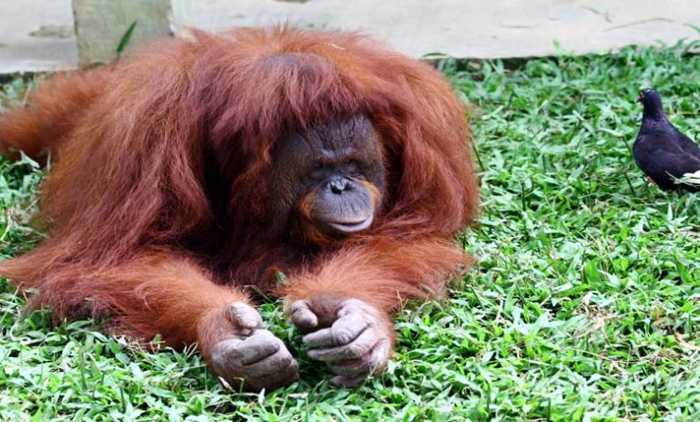 Discovery of a Primate Using a Plant as a "Wound Dressing" - En.ImArabic