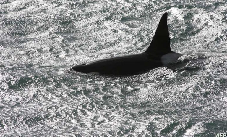 Killer Whales Attack Couple’s Boat in the Strait of Gibraltar - En.ImArabic