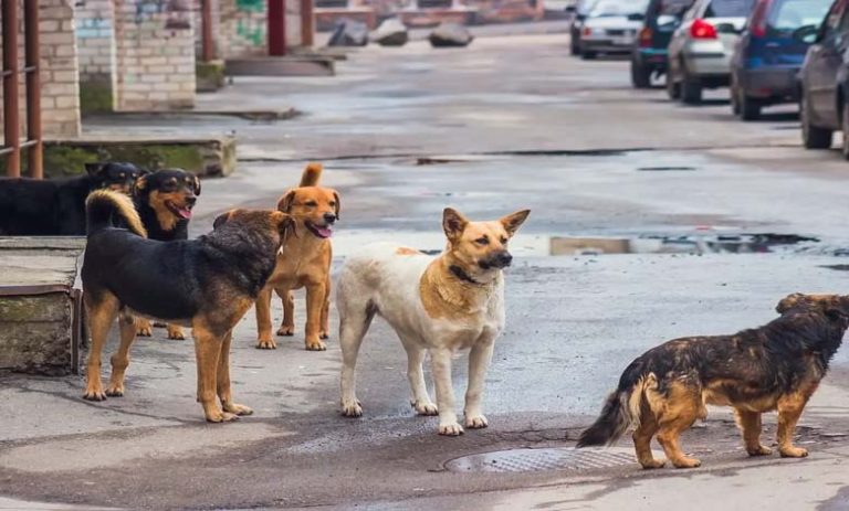 "Stray Dogs": A Phenomenon Causing Fear and Division in Turkey - En ...