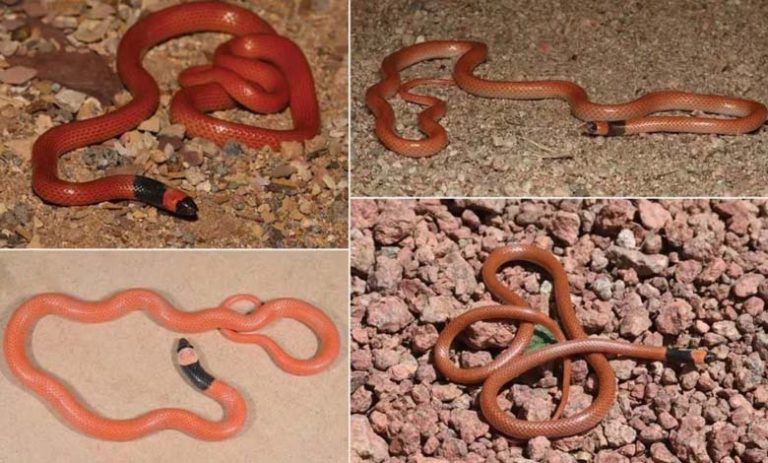Discovery of a New Snake Species in Saudi Arabia - En.ImArabic