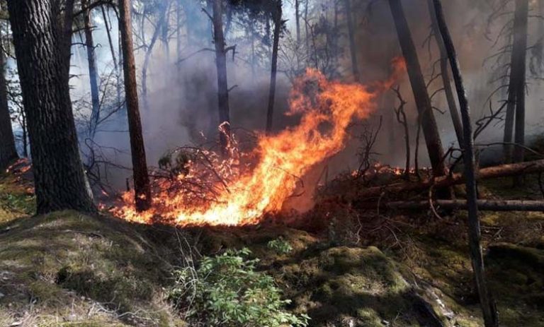 Colombia: Forest Fires Destroy 11,000 Hectares - En.ImArabic