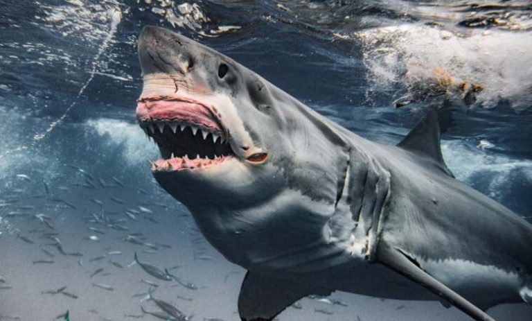 Massive Sharks Eating Each Other Uncovered - En.ImArabic