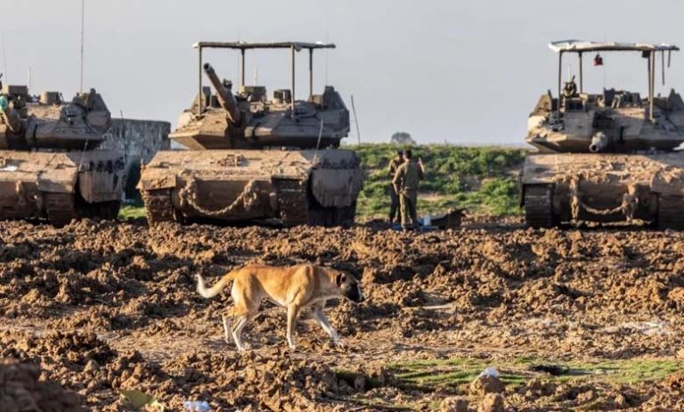 Bodies devoured by stray dogs: "Tragedy" in northern Gaza described by ...