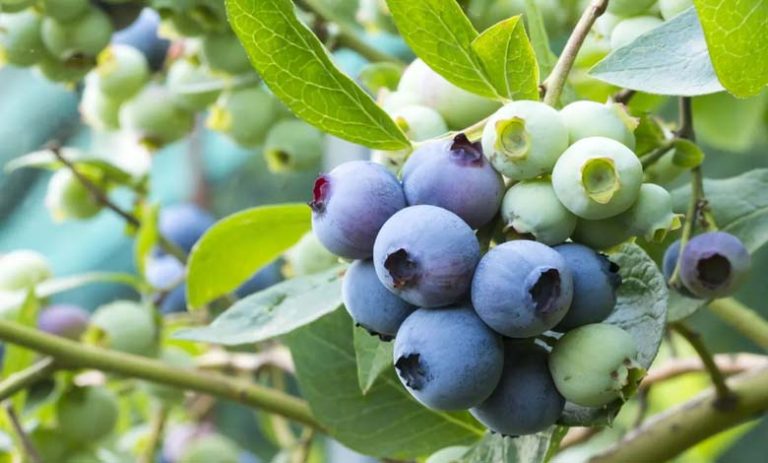 5 Reasons Why Blueberries Are Among the Best Health Foods - En.ImArabic