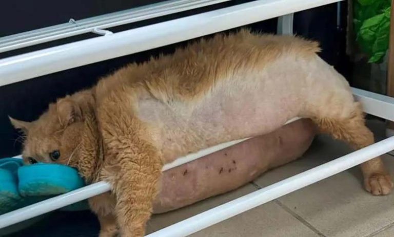 Weighing 18 Kilograms: Death of "Crumbs," the World's Fattest Cat - En ...