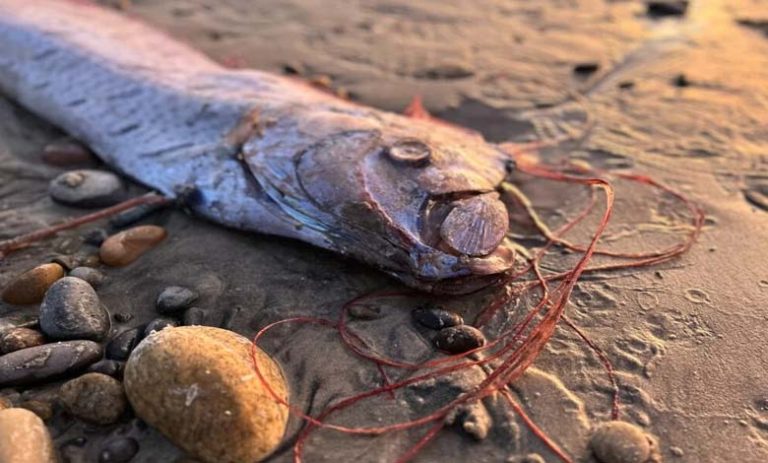 Oarfish on the Canary Islands' Shores: A Harbinger of Natural Disaster ...