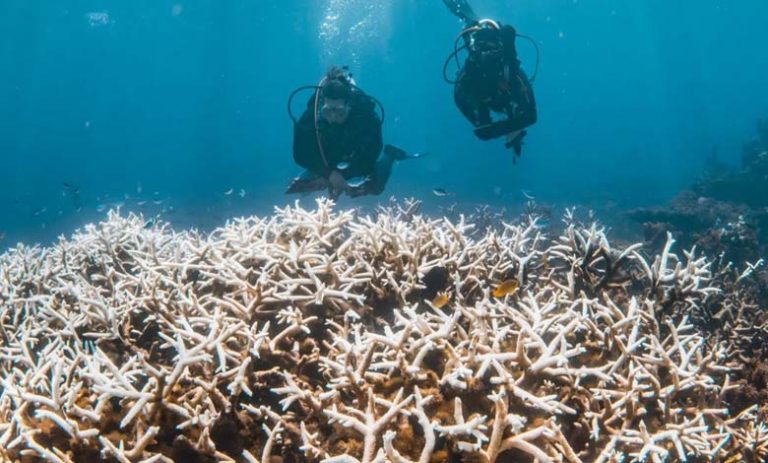 Extreme Heat Devastates Coral Reefs in Western Australia - En.ImArabic