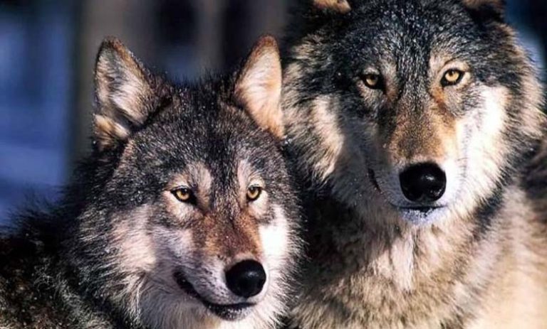 Giant Wolves Cloned: Scientists Bring Back a Species Extinct for 10,000 ...
